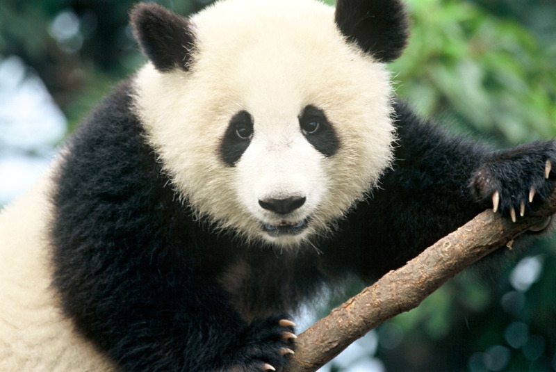 Helping people, saving pandas | WWF