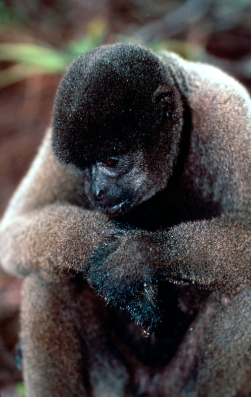 What the Monkeys told us | WWF