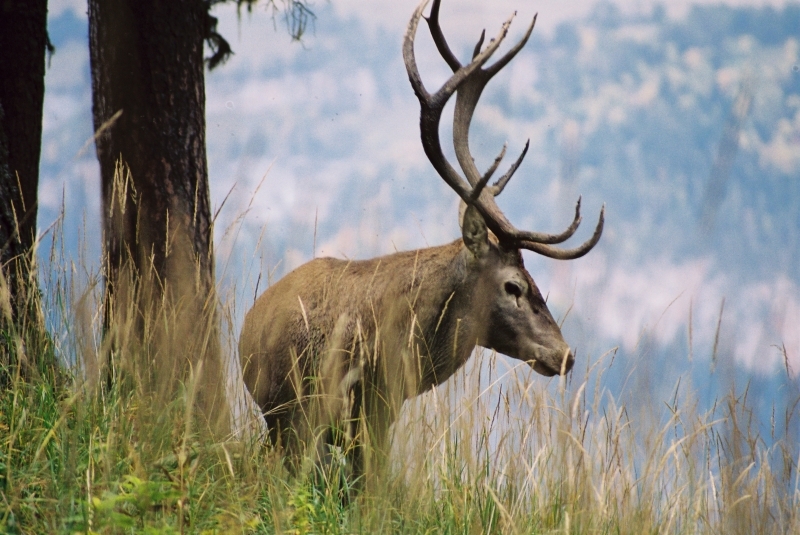 Caucasian Red Deer will be reintroduced in Armenia soon | WWF