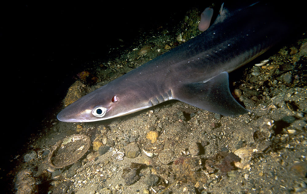 CITES turns down most bids to reel in shark overfishing | WWF