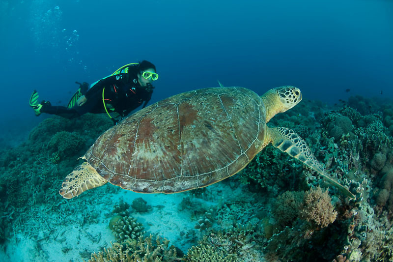 More investment key to protecting Coral Triangle | WWF