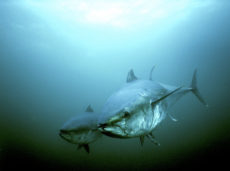 El destino del atún aleta azul del Pacífico está en la balanza ...