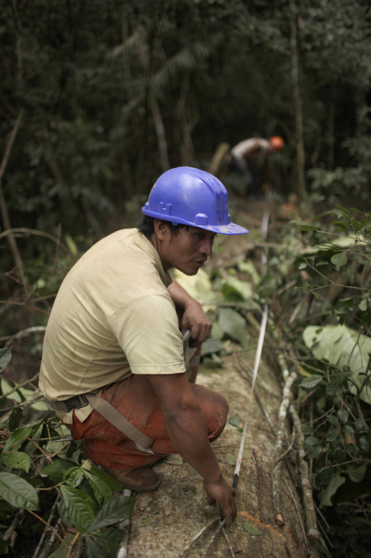 Peru about to reach a million hectares of certified forests | WWF
