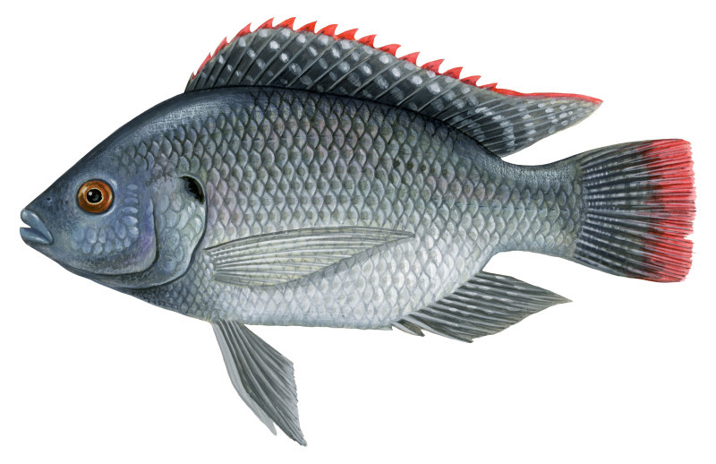 Invasive exotic species and protected areas | WWF