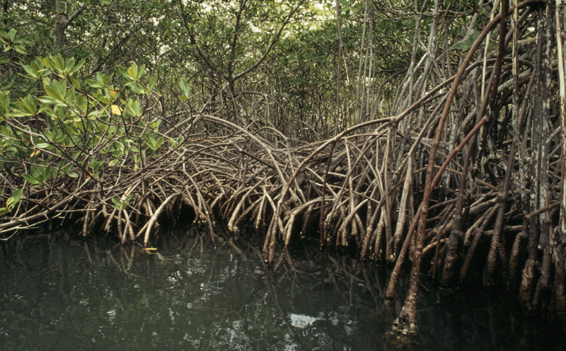Field Blog: Mangrove survey of the Ba delta | WWF
