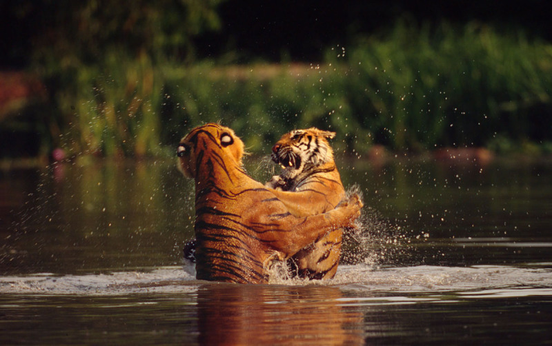 Saving tigers: A special offer | WWF