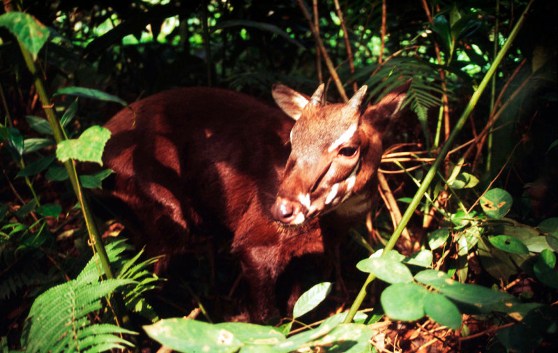 Following forest guards in Vietnam on a mission to save the saola | WWF