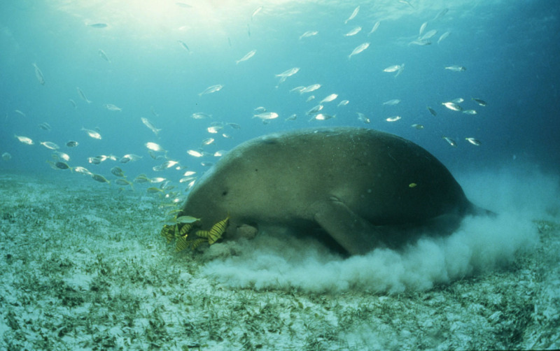 Smart, WWF call to save dugongs and sea turtles | WWF