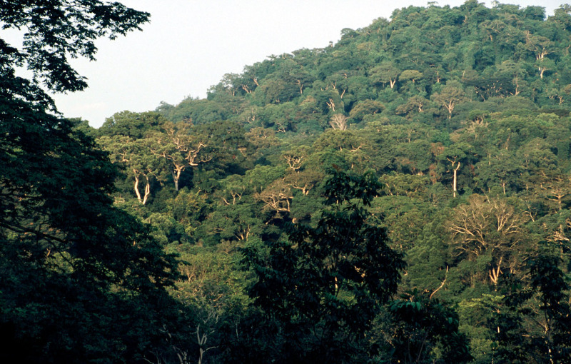 WWF promotes Sino-African green development, contributes to China and ...