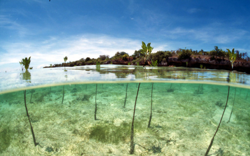 Fiji Times: "Mangroves protect ocean, land" | WWF