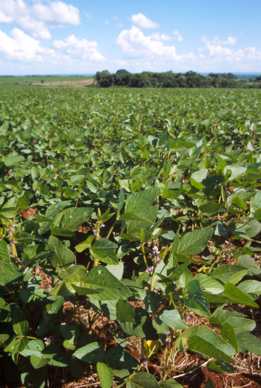 Soy, Small Yet Sustainable | WWF