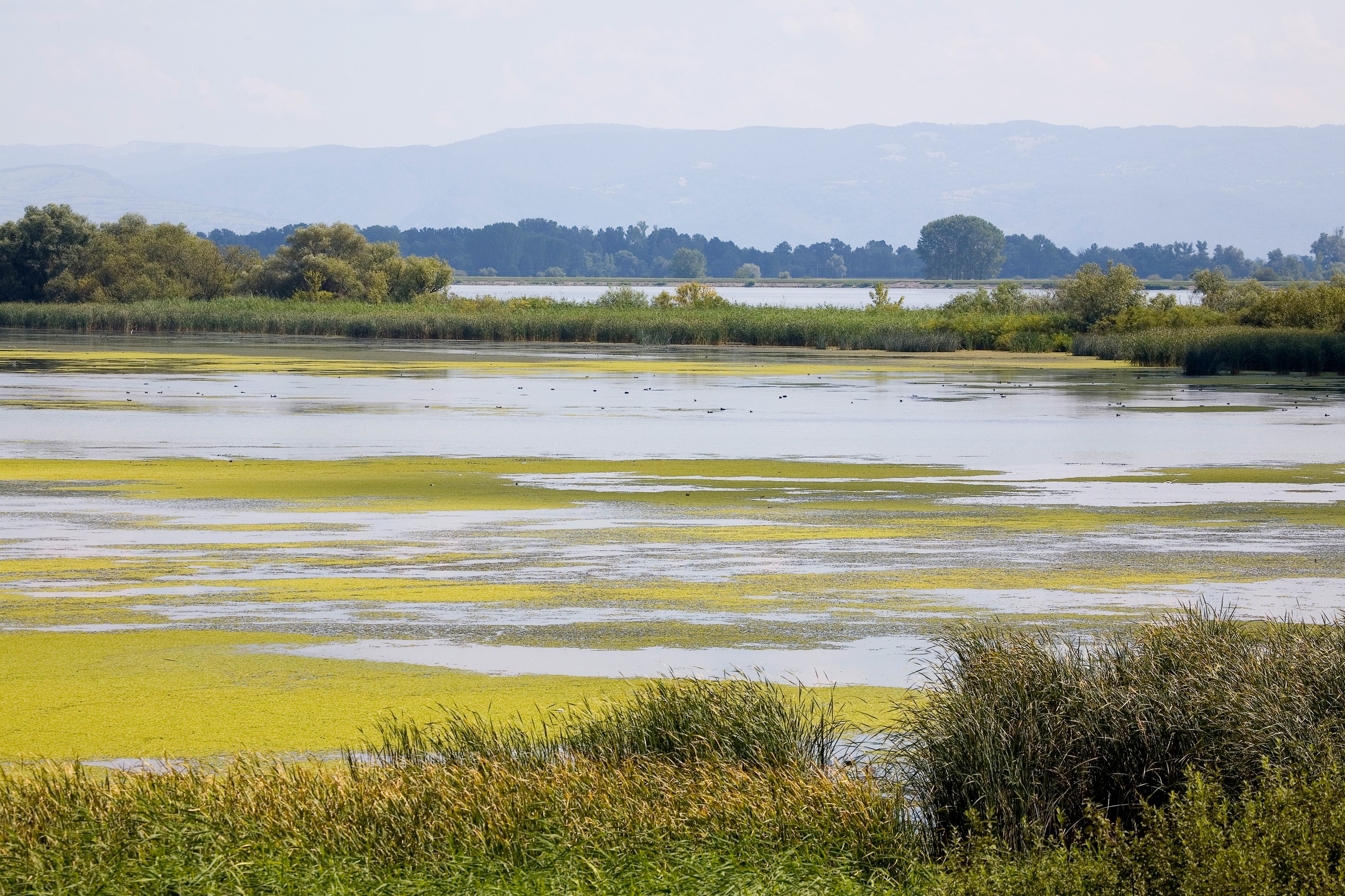 EU water conference must act to bring life back to Europe's rivers | WWF