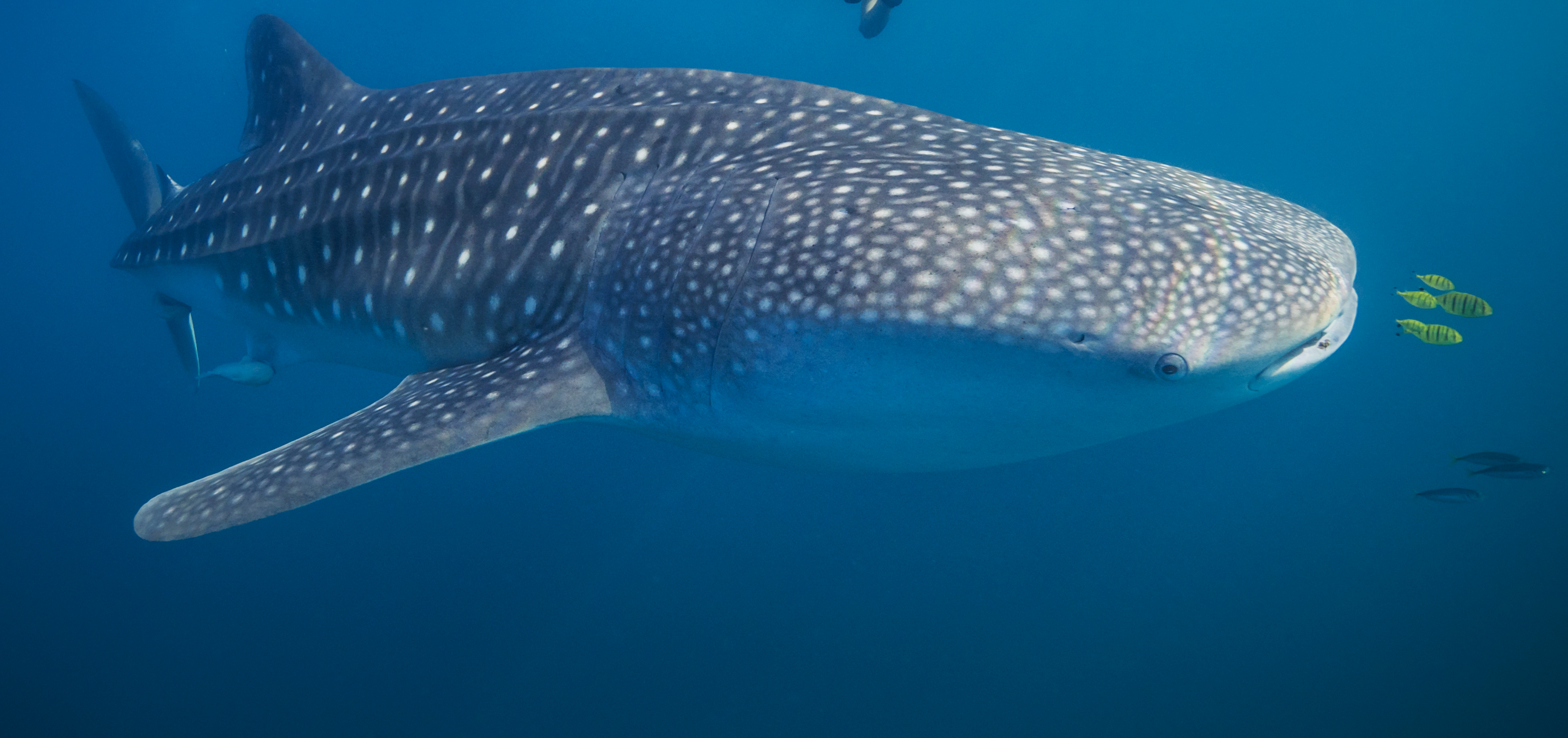 WWF promotes the conservation of whale sharks in Mafia to mark World ...