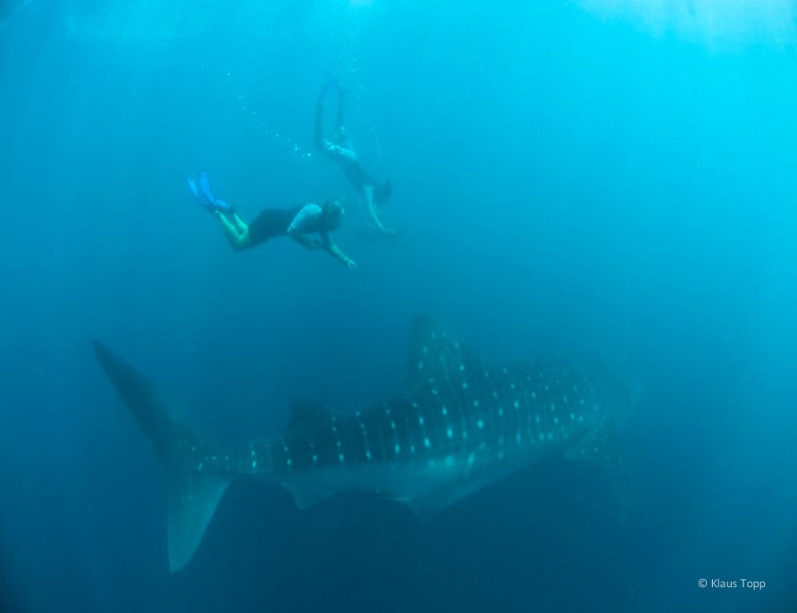 104 new whale shark individuals, including juveniles, spotted in Donsol ...