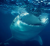 EU plan to save sharks needs more teeth | WWF