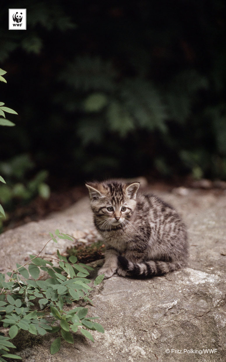 Romanian bear, wolf and wildcat for hunting by a draft ministerial ...