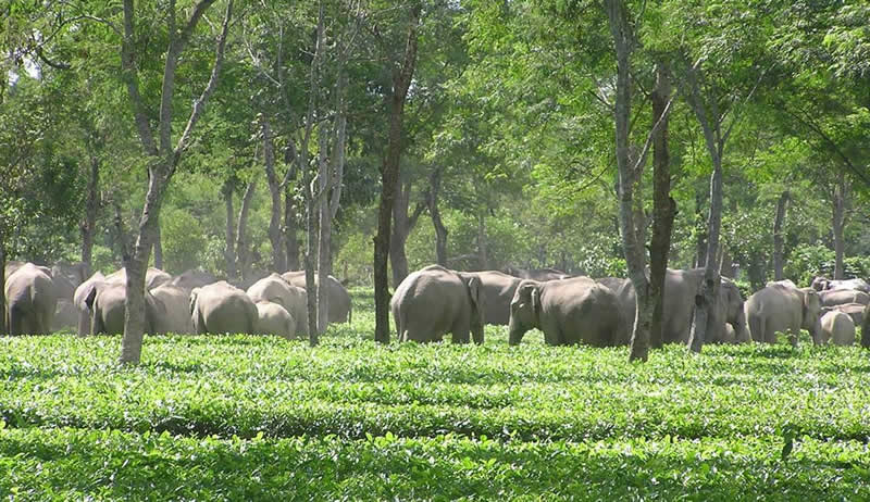 Lines of defense: Elephant protection in India’s North Bank Landscape | WWF