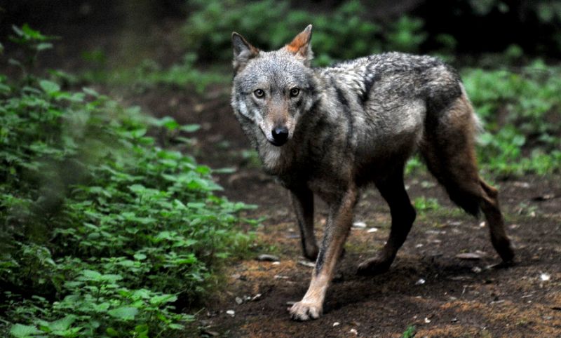 Howl of outrage in Italy over anti-wolf campaign | WWF