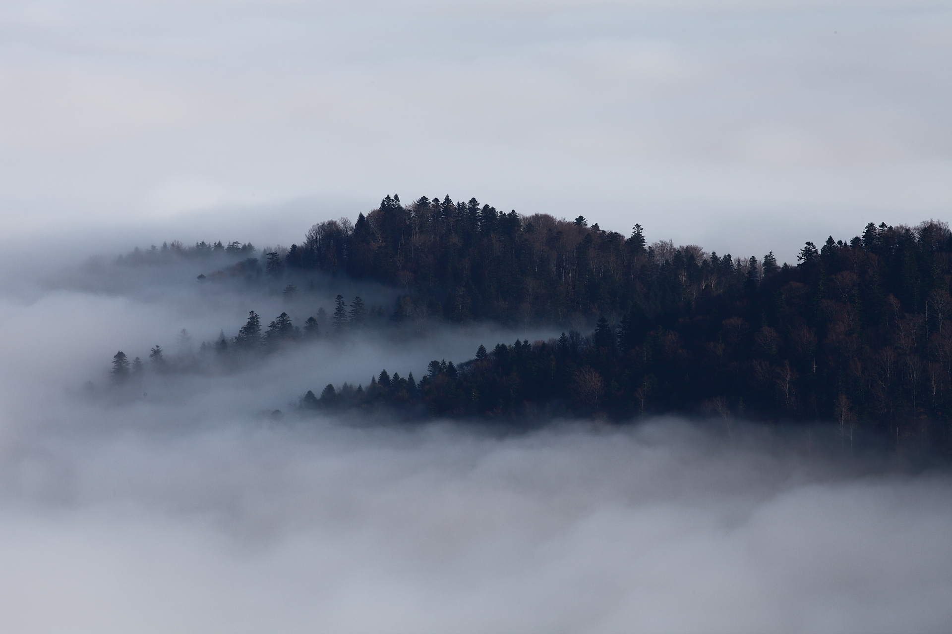 A new movie shows the wild beauty of the Eastern Carpathians | WWF