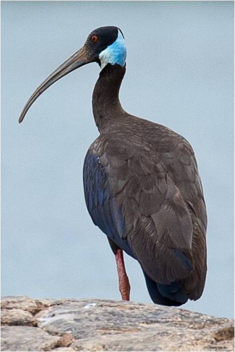 Recent White-shouldered Ibis counts confirm importance of Mekong ...