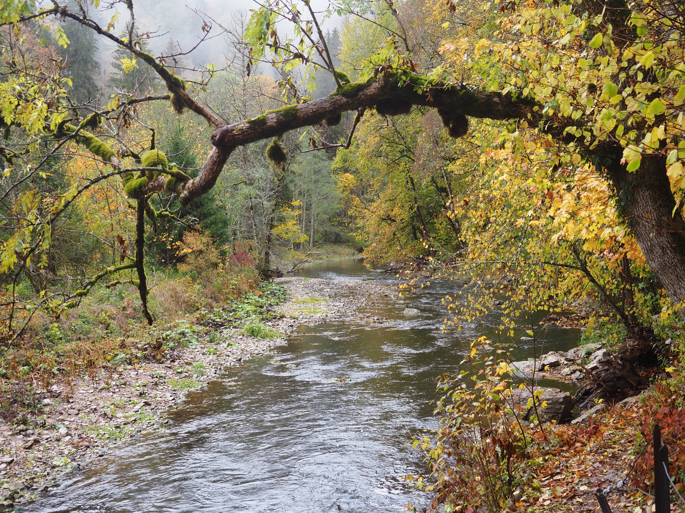 Almost no remaining 'river pearls' in Southern Germany | WWF