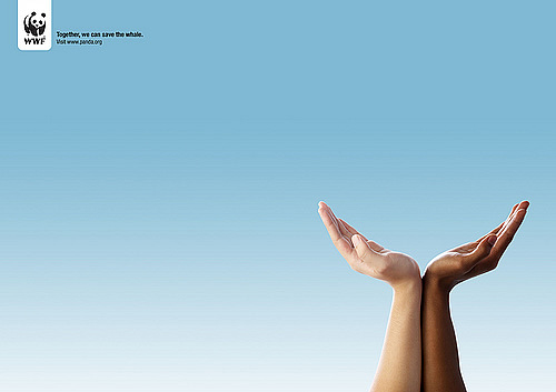 ศาลโลกยืนยันคำตัดสินปกป้องวาฬในมหาสมุทรตอนใต้ | WWF