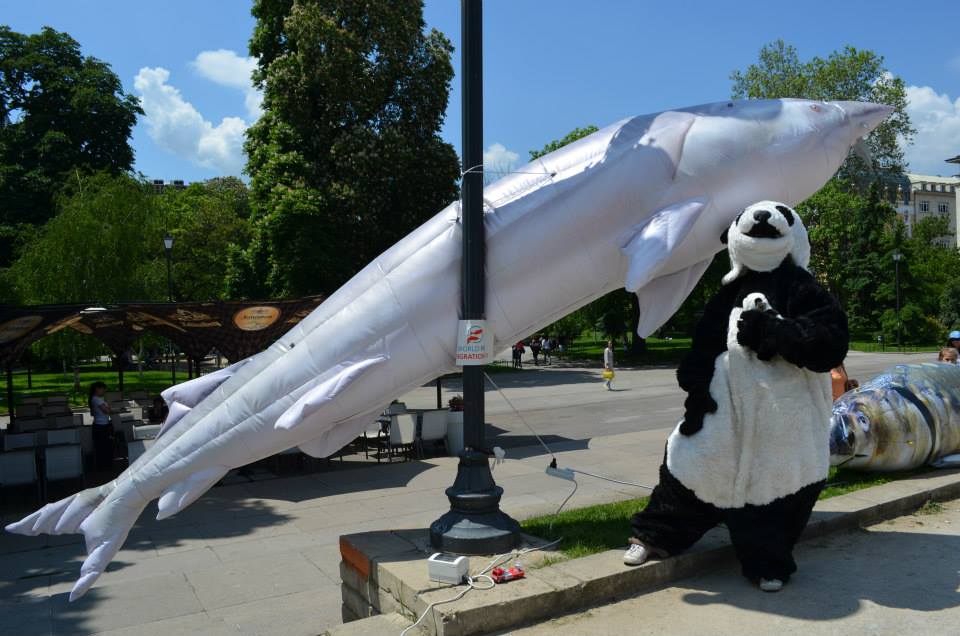 Sturgeons are the flagship species for World Fish Migration Day events ...