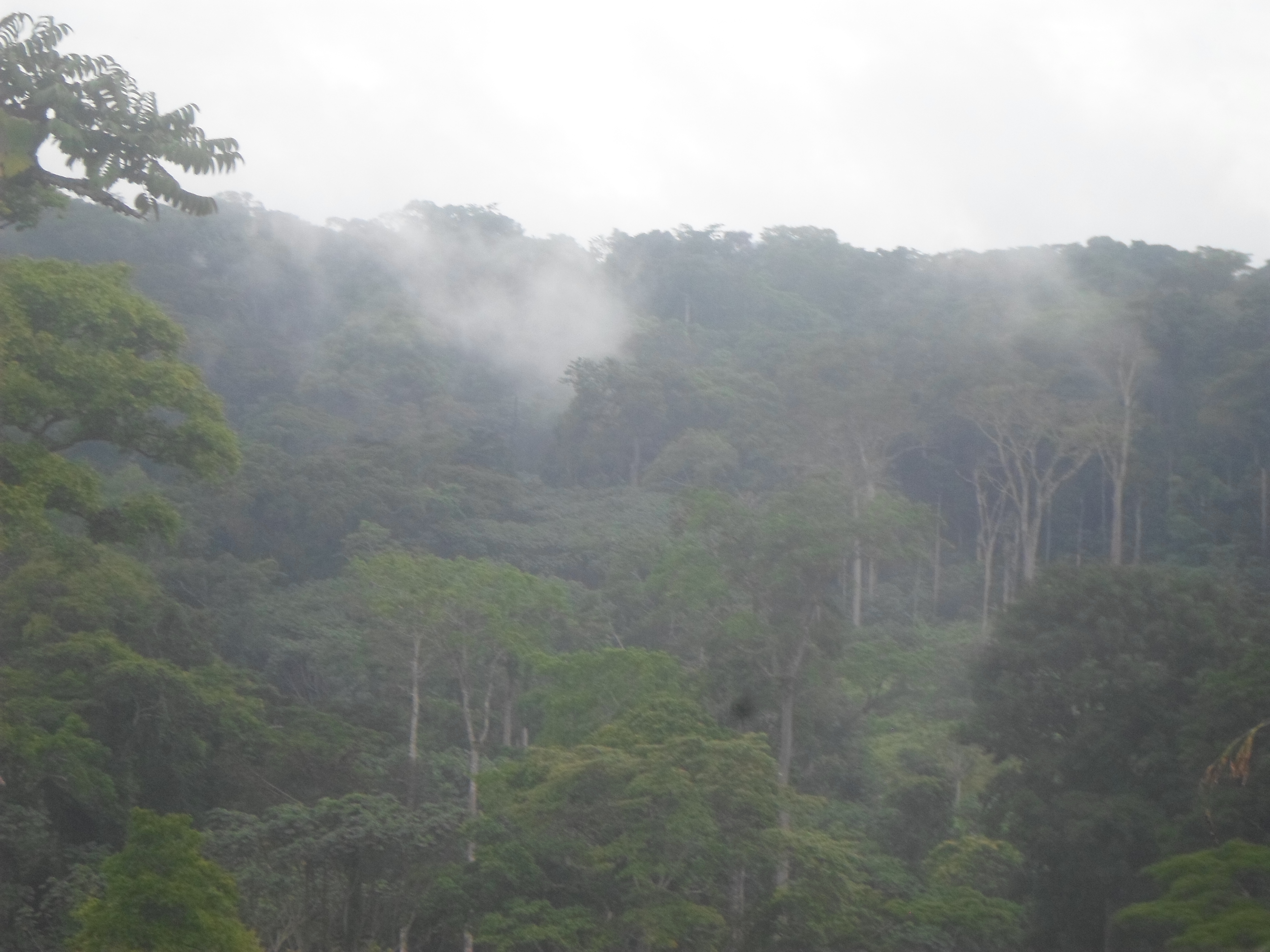 New Forest Stewardship Council standard to increase protection of ...