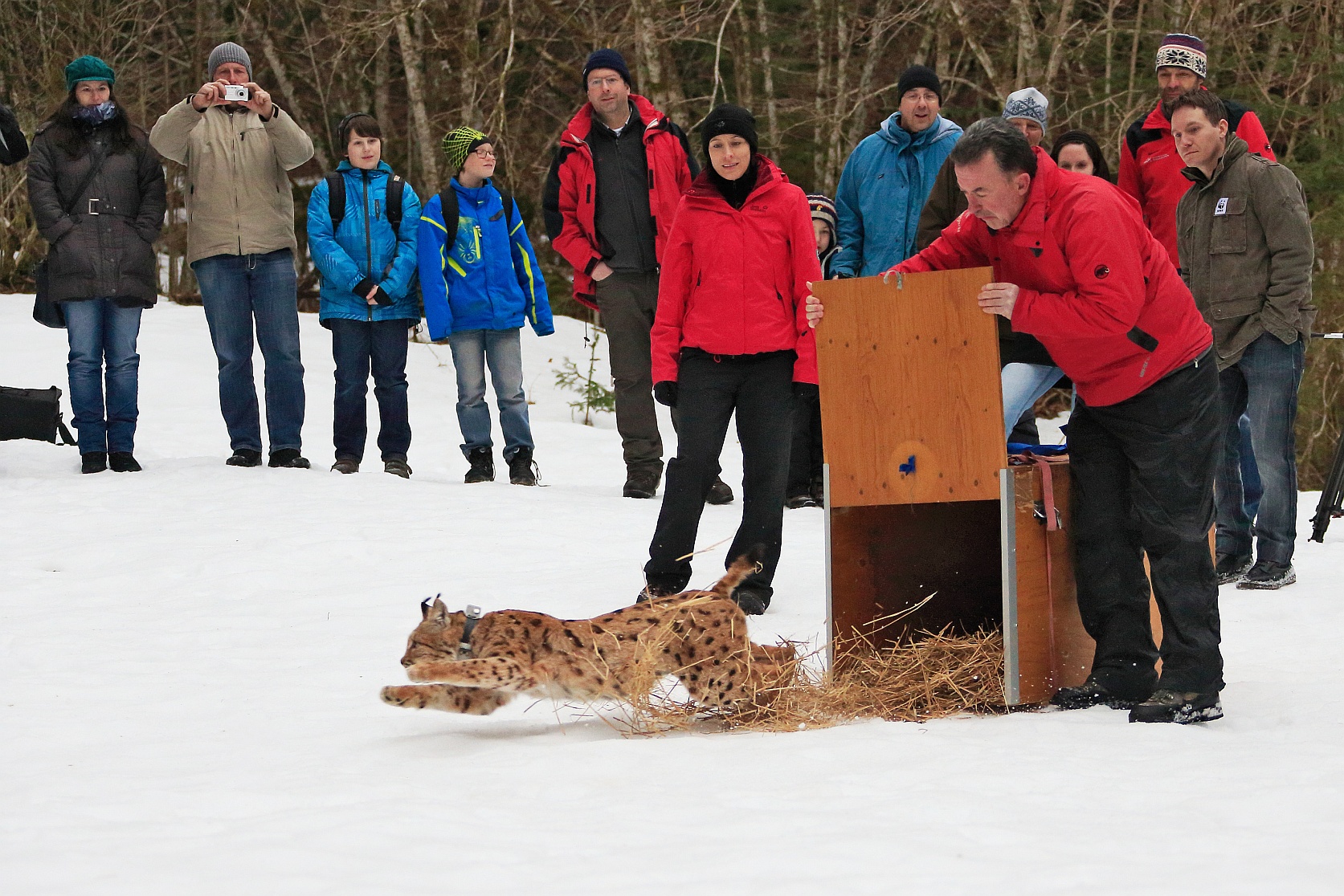 A third lynx was reintroduced in the Kalkalpen National Park in Austria ...