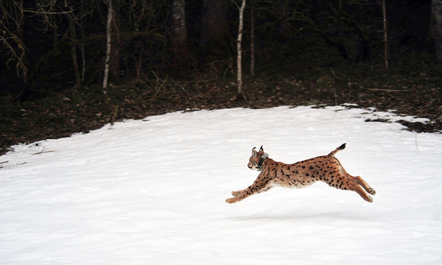 A third lynx was reintroduced in the Kalkalpen National Park in Austria ...
