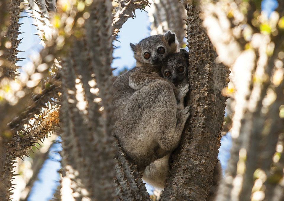 Let's move together for lemurs! | WWF