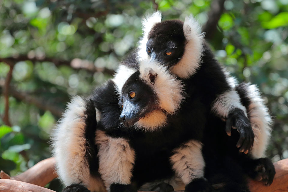 Let's move together for lemurs! | WWF