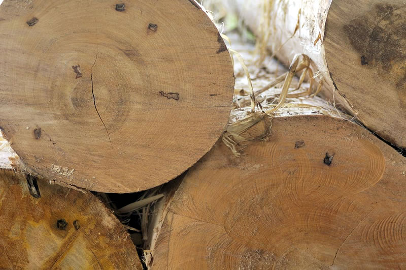 Bolivia promueve legalidad forestal | WWF