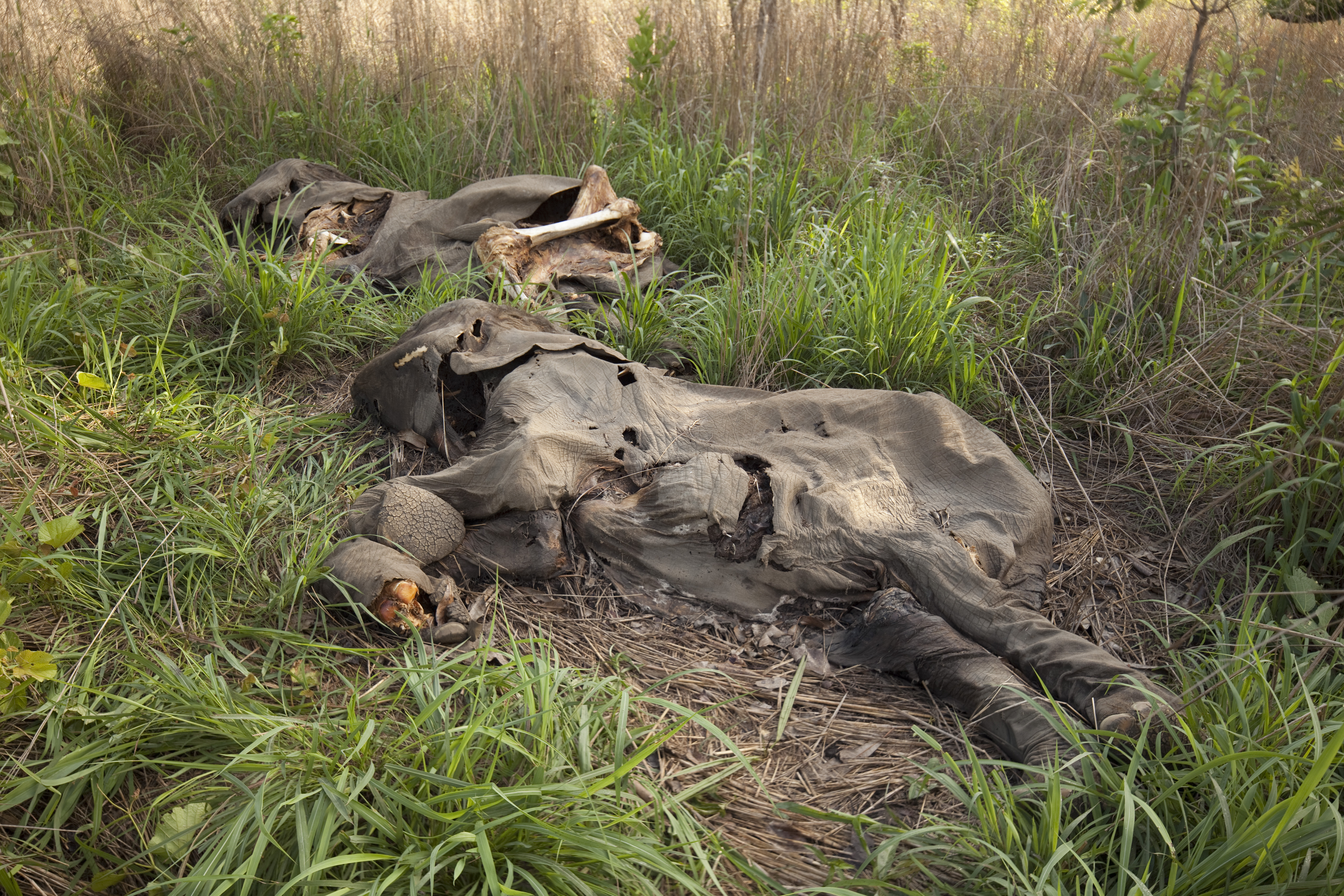 WWF and TRAFFIC: New ETIS Data Show Ivory Trafficking Reaches Historic ...