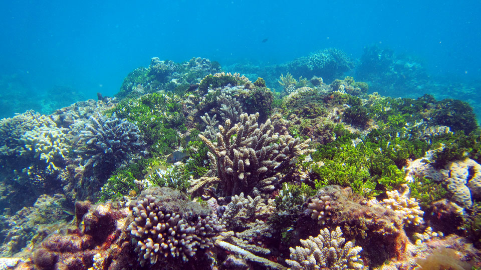 Replanting coral will save our reefs! | WWF