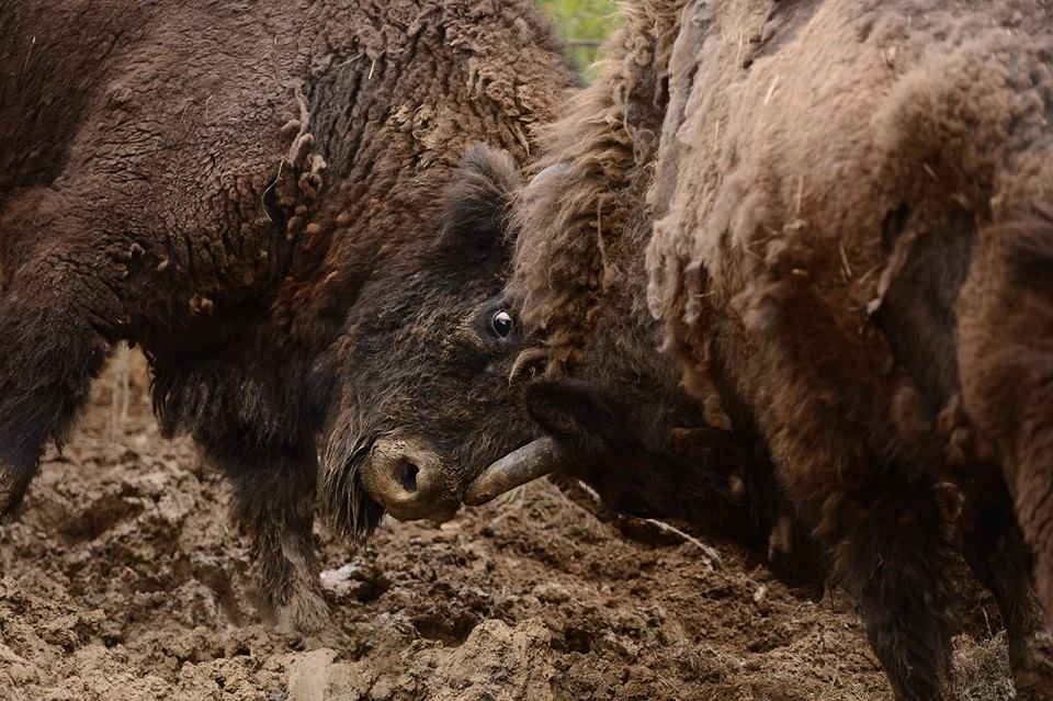Back after 250 years - 17 European bison reintroduced in the Romanian ...