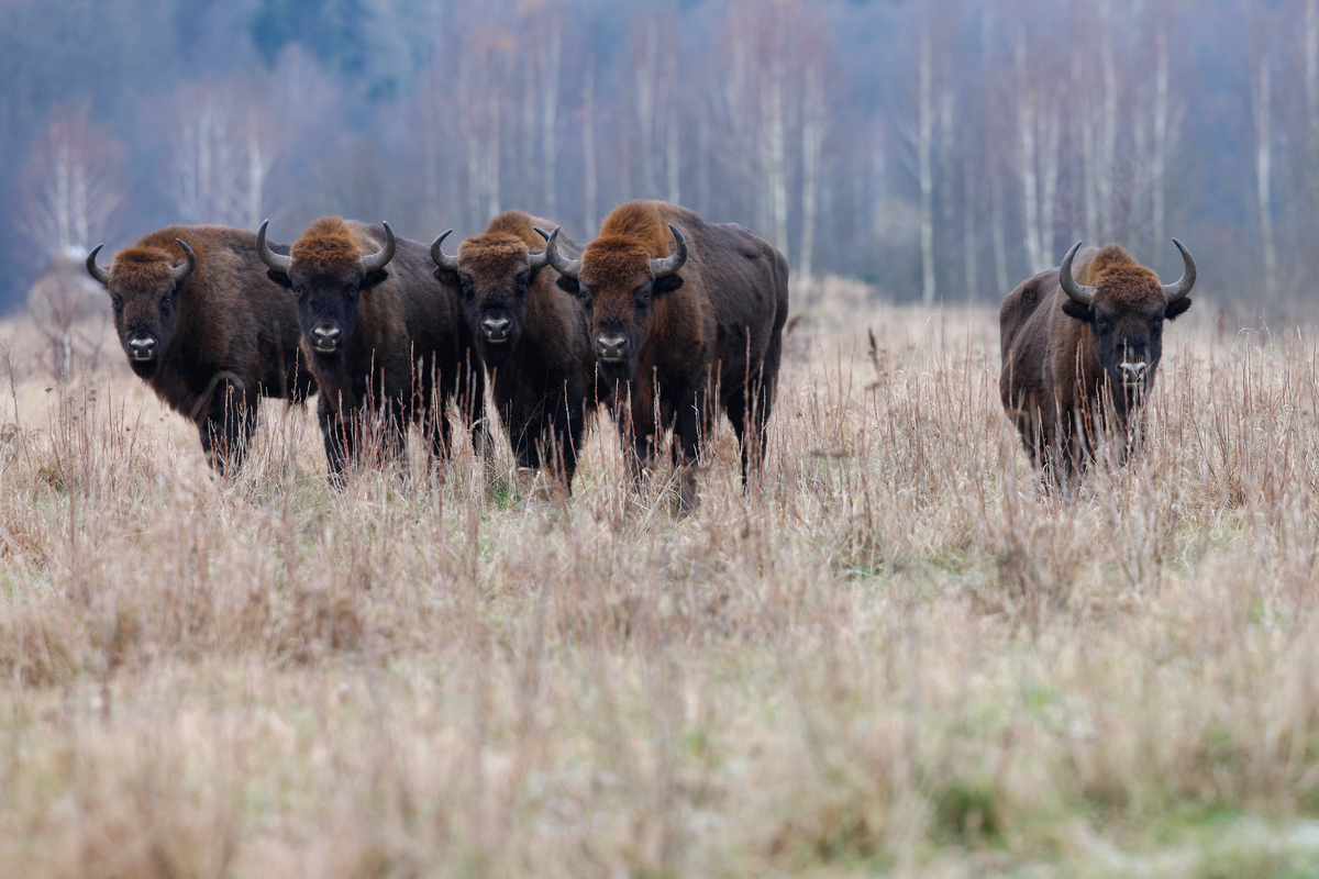 Back after 250 years - 17 European bison reintroduced in the Romanian ...