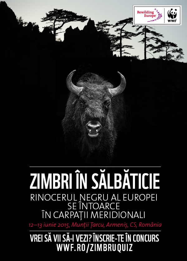 Zimbrii de la Armeniș se vor bucura de libertate deplină, în sălbăticia ...