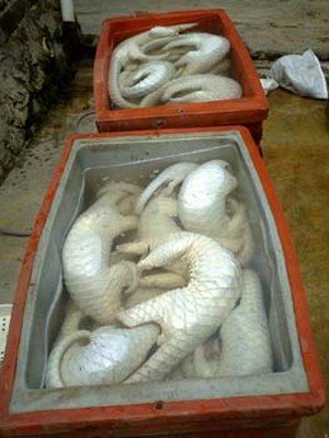 Toothless laws encourage rising demand for pangolin | WWF