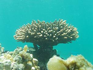 Arabian Gulf corals alive and regenerating | WWF