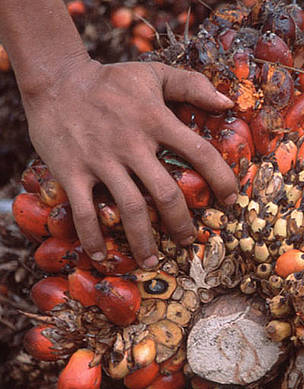 Thailand Makes First Shipment of Certified Sustainable Palm Oil | WWF