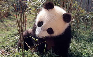 Panda sanctuary in China added to World Heritage list | WWF