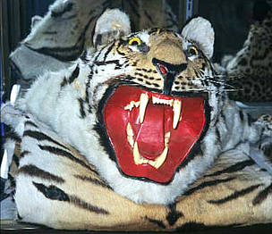 Illegal tiger trade a feature of Myanmar markets | WWF