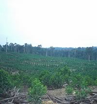 Quick facts on forest plantations | WWF
