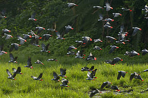 Cameroon: The Battle for Parrot Souls in Southeast | WWF