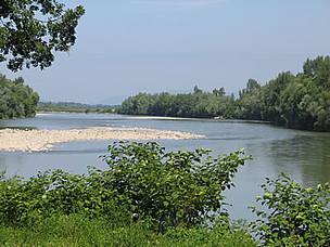 Europe’s little-known jungles: The riverine forests of Transcarpathia | WWF