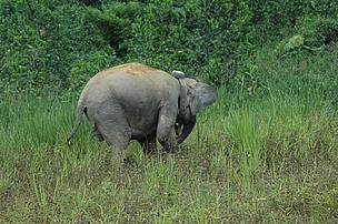Borneo Adventure - Tracking the Pygmy Elephants | WWF