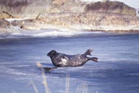 Protecting Europe's most endangered seal | WWF