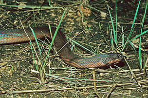New chameleon-like snake discovered in the Heart of Borneo | WWF