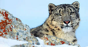 Hundreds of snow leopards poached each year | WWF